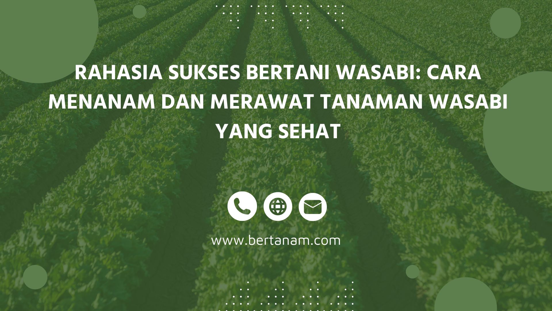 Rahasia Sukses Bertani Wasabi: Cara Menanam dan Merawat Tanaman Wasabi ... Rahasia Sukses Bertani Wasabi: Cara Menanam dan Merawat Tanaman Wasabi ...