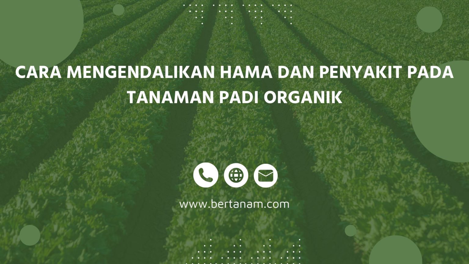 Cara mengendalikan hama dan penyakit pada tanaman padi organik - Bertanam Cara mengendalikan hama dan penyakit pada tanaman padi organik - Bertanam